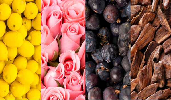 Lighthaus : Decode Fragrance Notes Just Like a Pro